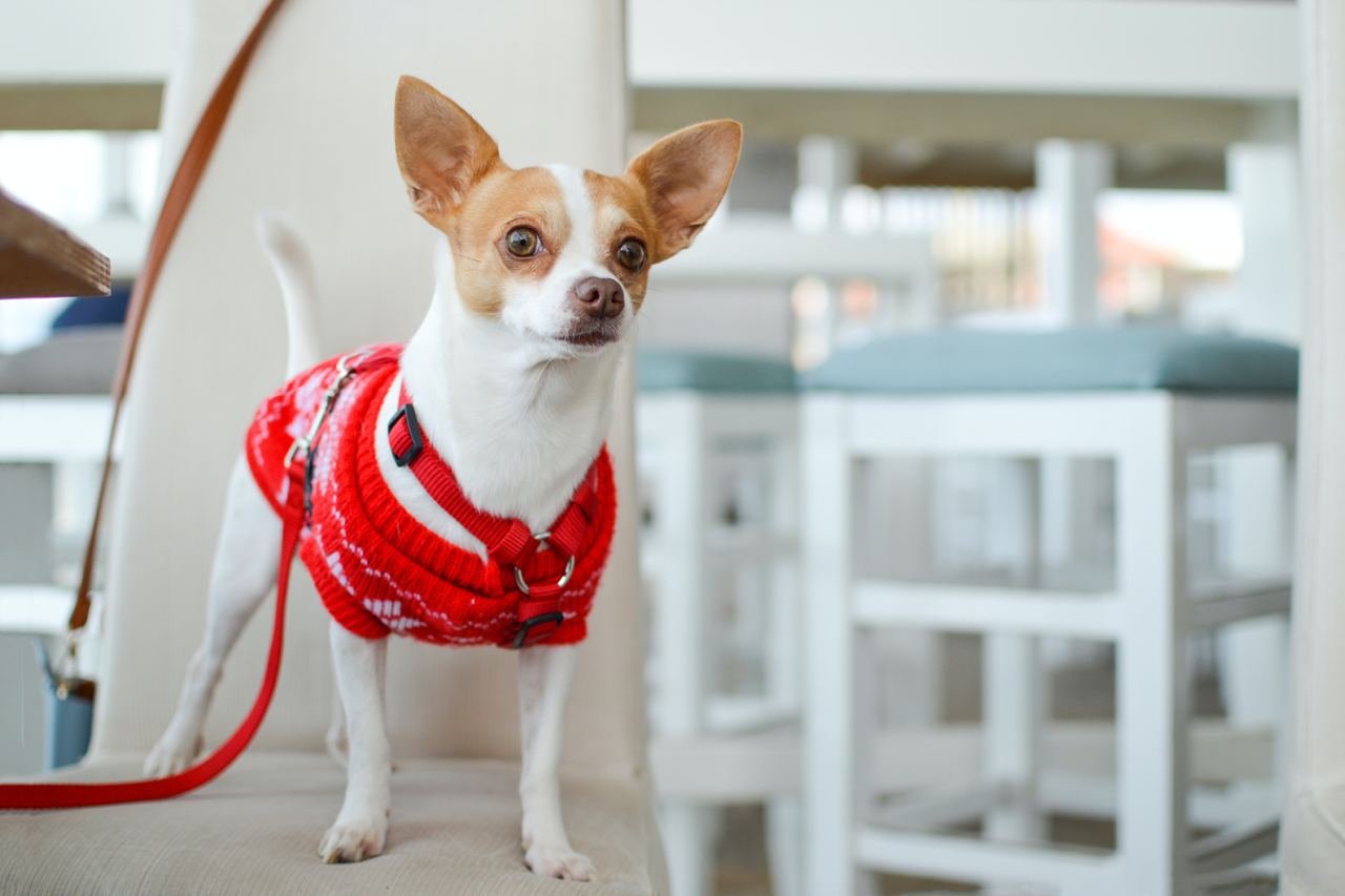 Florida Emotional Support Animal ESA Laws Updated For 2022 I florida-emotional-support-animal-esa-laws-updated-for-2022-i
